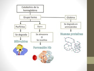 Síntesis de hemoglobina | PPTX