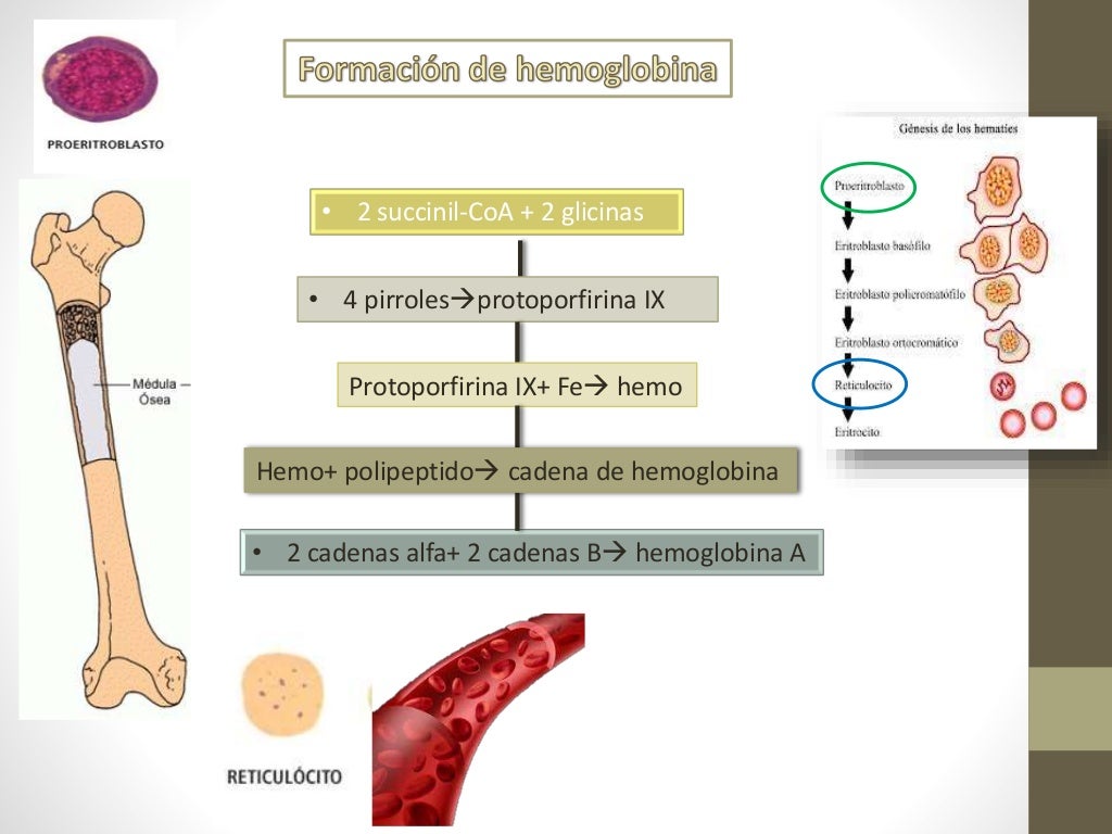 Síntesis de hemoglobina