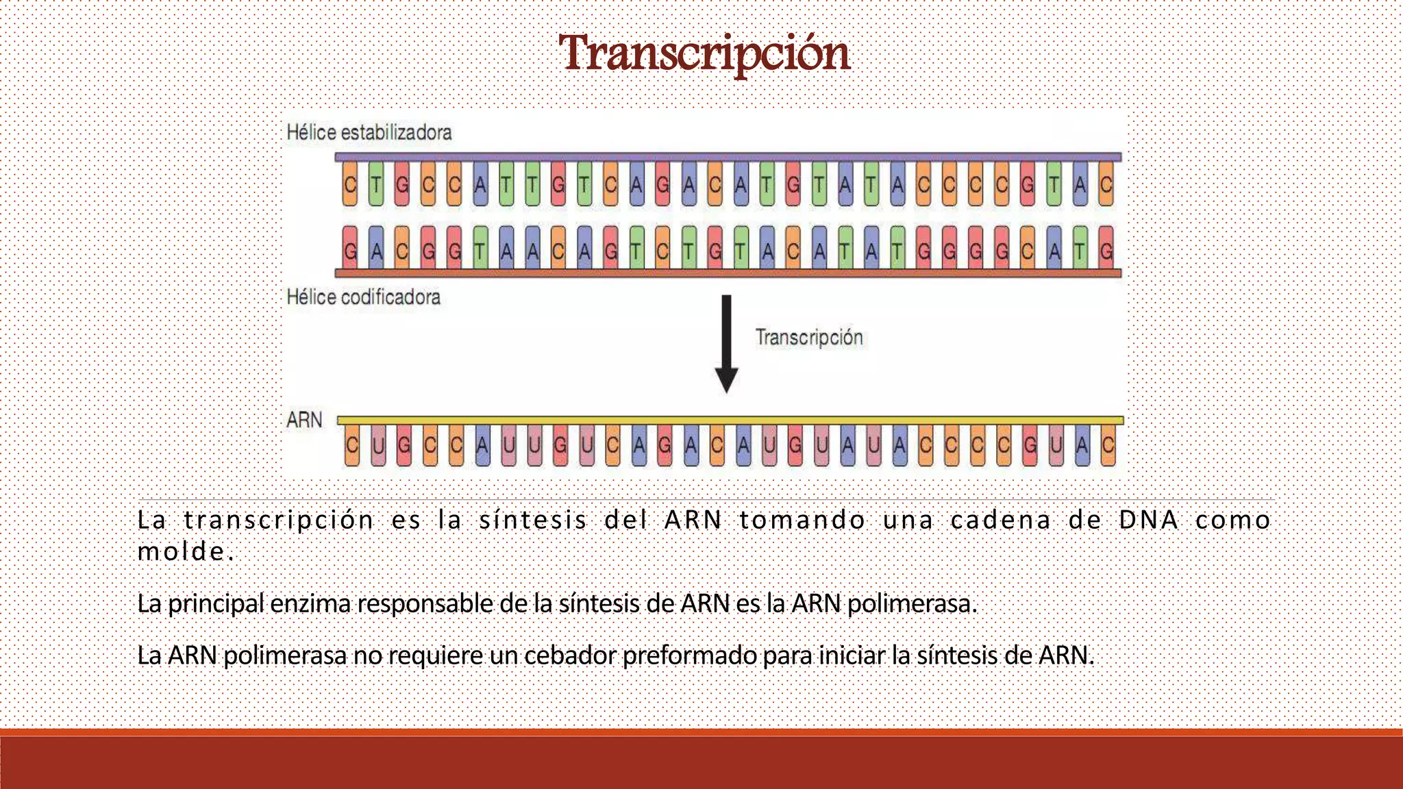 Transcripción de procariotas