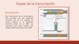 Transcripción de procariotas | PPTX