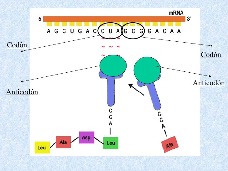 Síntesis de proteínas