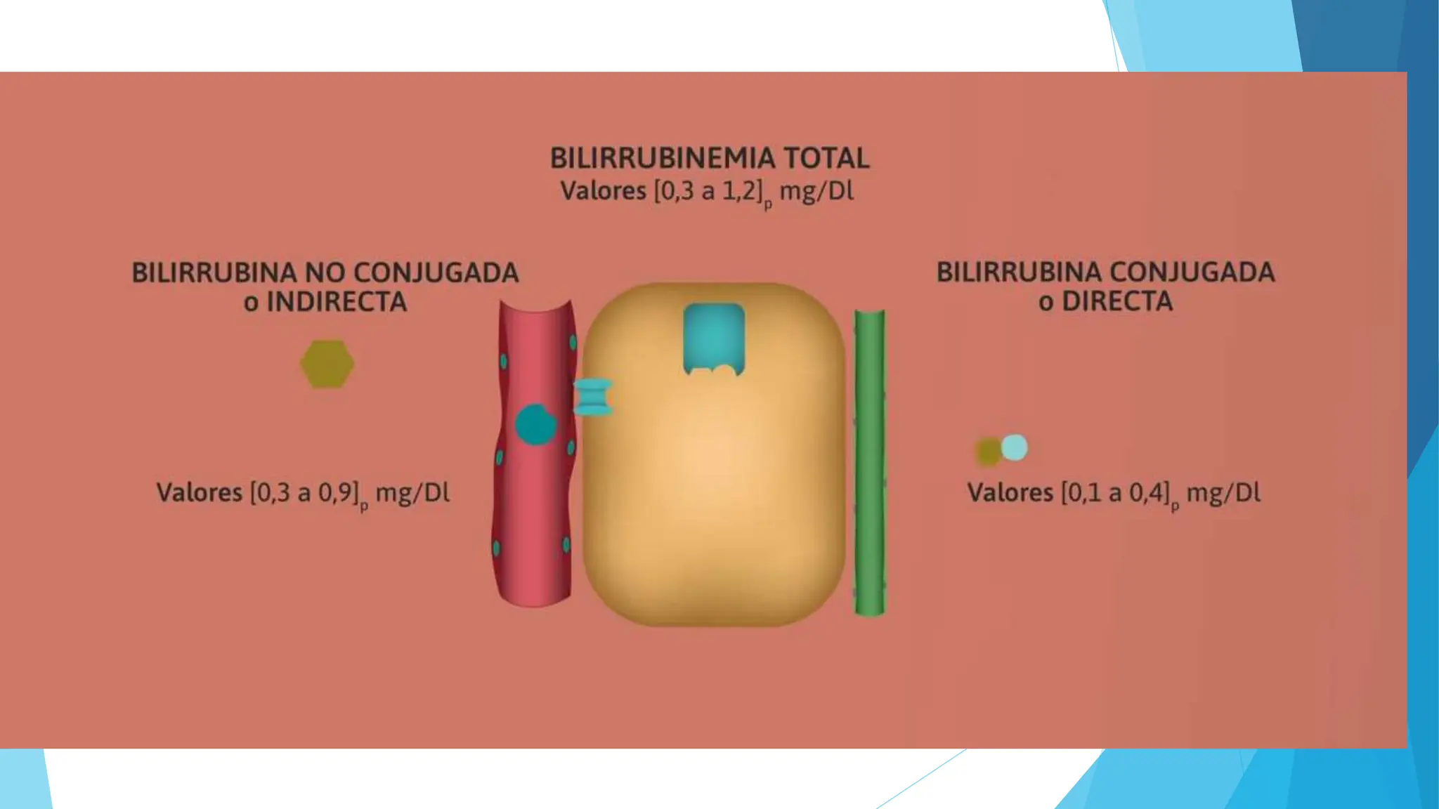 SEMIOLOGIA y sintomas generales DE LA ICTERICIA | PPT