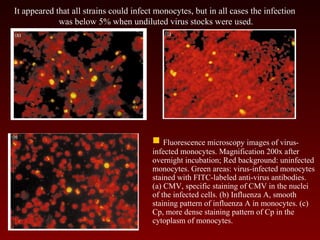 190 virus infected monocyes | PPT