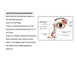 Eyelids & Lacrimal Apparatus | PPTX
