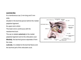 Eyelids & Lacrimal Apparatus | PPTX