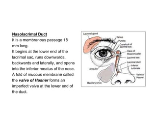 Eyelids & Lacrimal Apparatus | PPTX