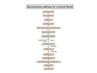 Eyelids & Lacrimal Apparatus | PPTX