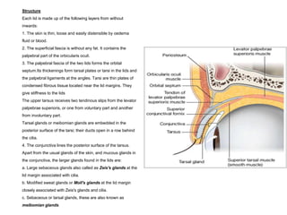 Eyelids & Lacrimal Apparatus | PPTX