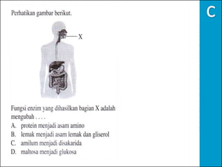 Soal biologi un 2012 skl no.29 sistem pencernaan | PDF