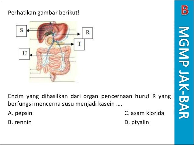 Perhatikan Gambar Sistem Pencernaan Berikut – bonus Perhatikan Gambar Sistem Pencernaan Berikut – bonus
