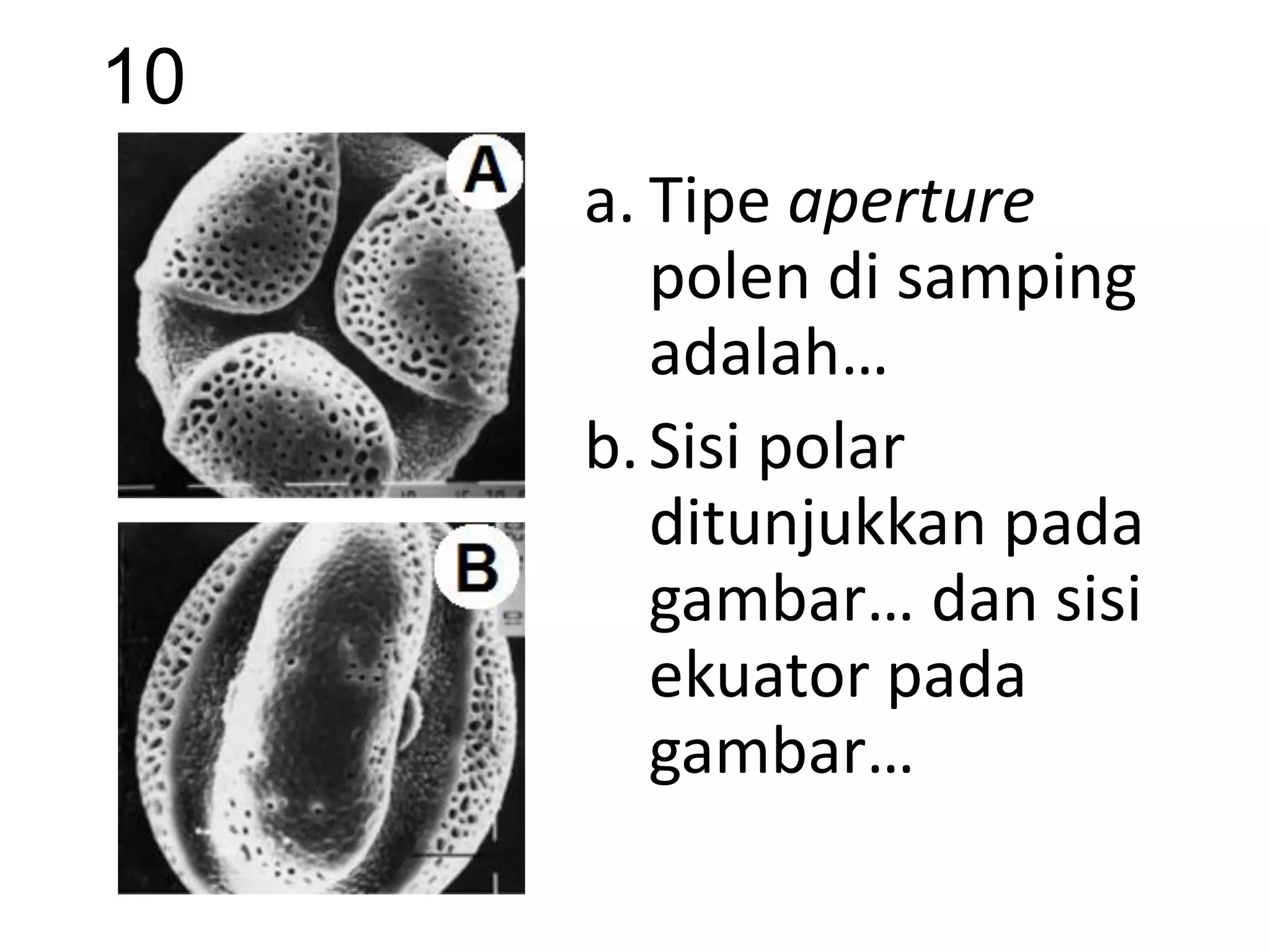 Soal latihan UTS Praktikum Keanekaragaman Tumbuhan | PDF