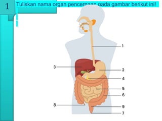 presentasi soal penilaian harian sistem pencernaan kelas 5 sd | PPT