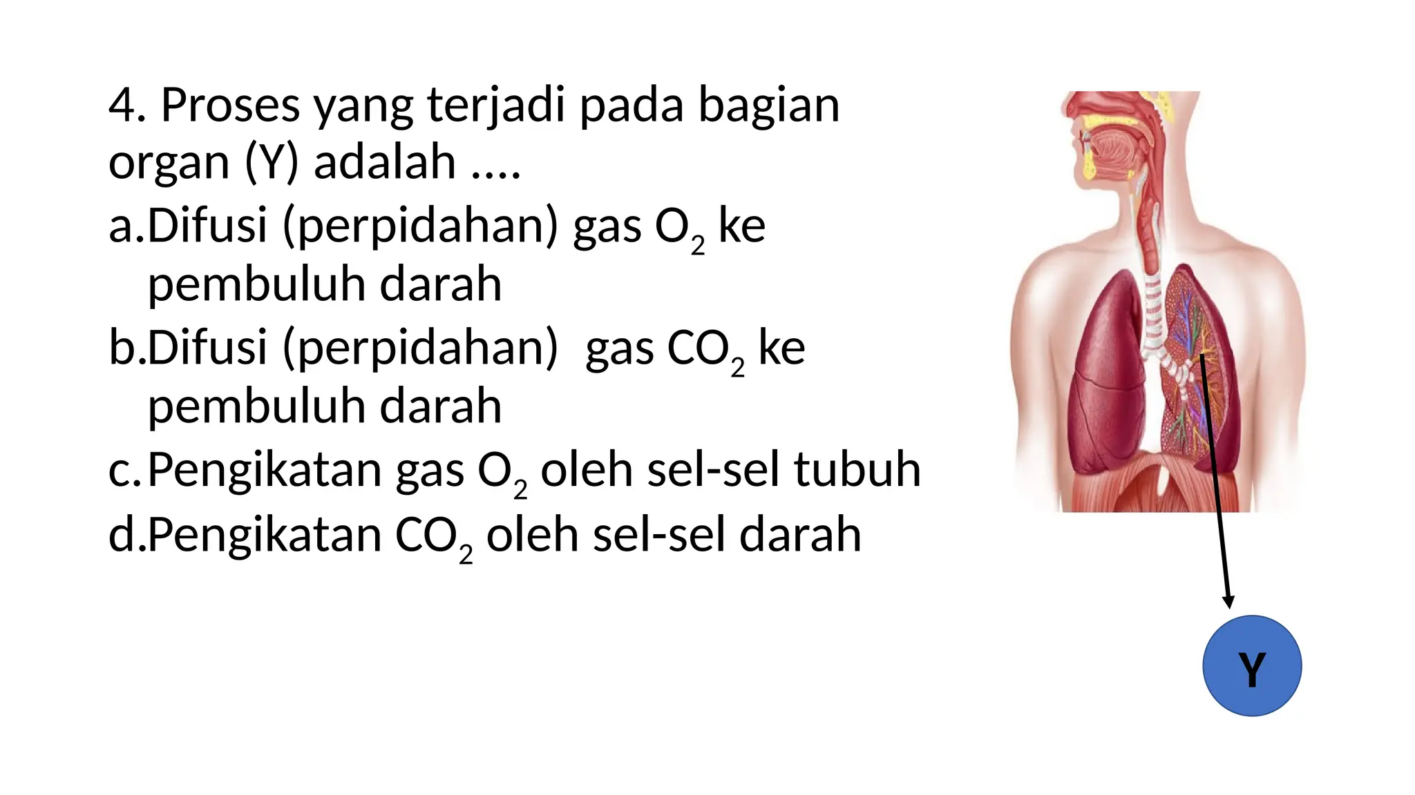 soal sistem pernafasan pada manusia .pptx