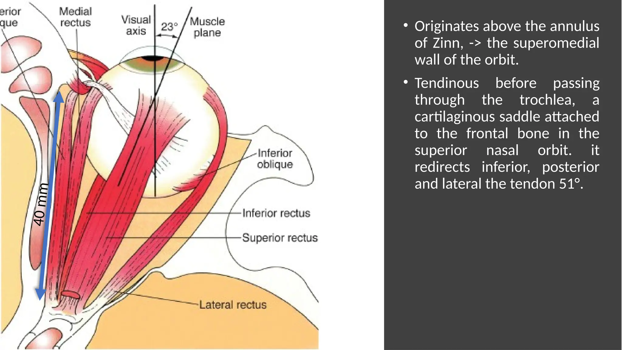 anatomía del oblicuo superior imagen y localizacion | PPTX