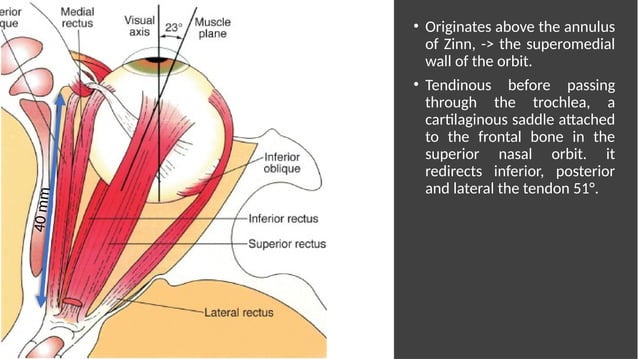 anatomía del oblicuo superior imagen y localizacion | PPTX | Eye and ...