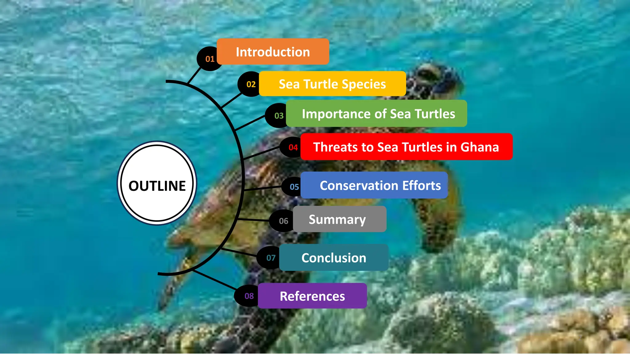 SOA PPT ON SEA TURTLES.pptx
