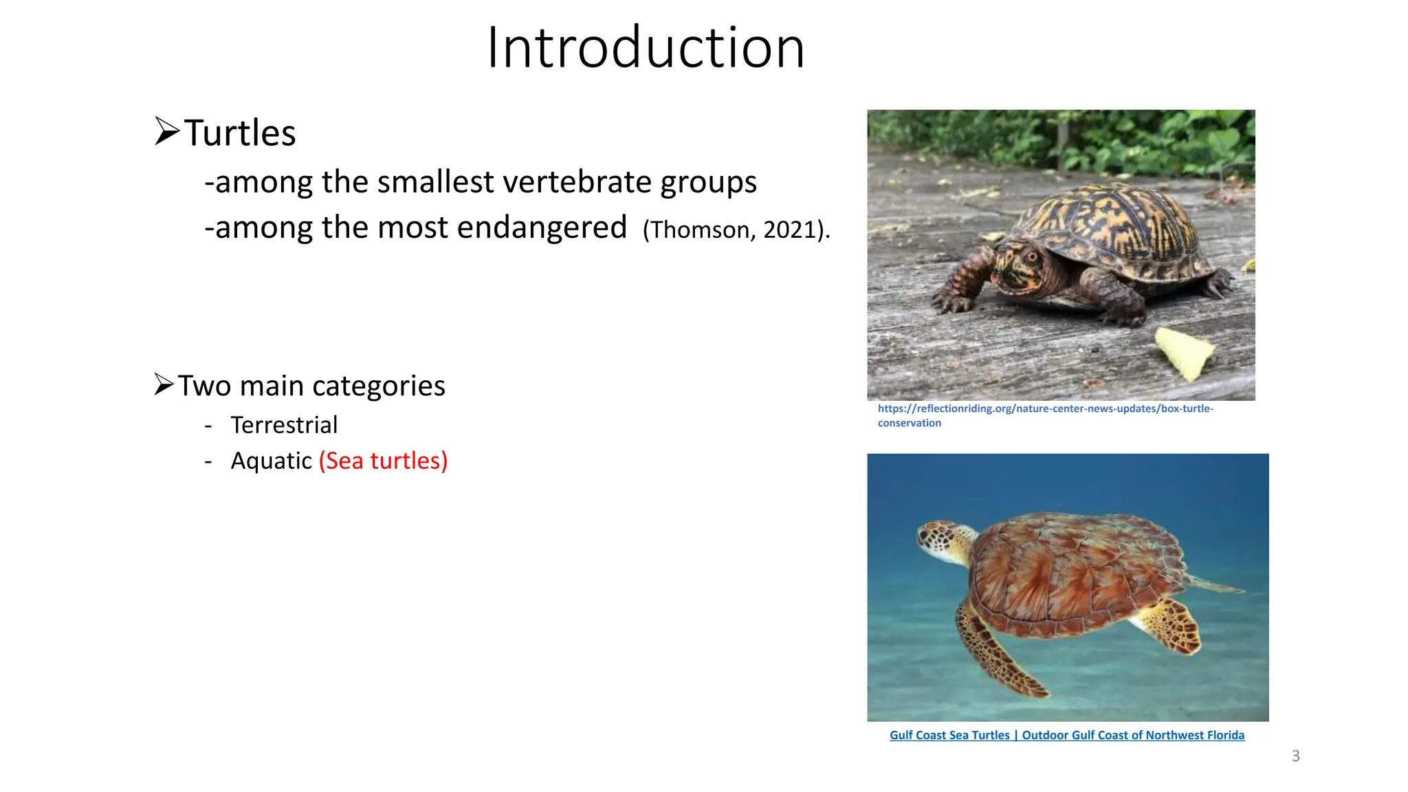 SOA PPT ON SEA TURTLES.pptx