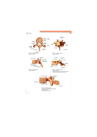 sobotta-atlas-de-anatomia-humana-volume-2.pdf