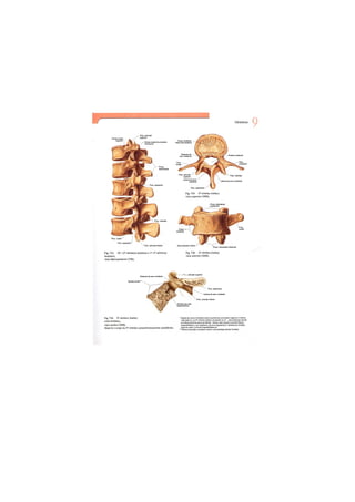 sobotta-atlas-de-anatomia-humana-volume-2.pdf