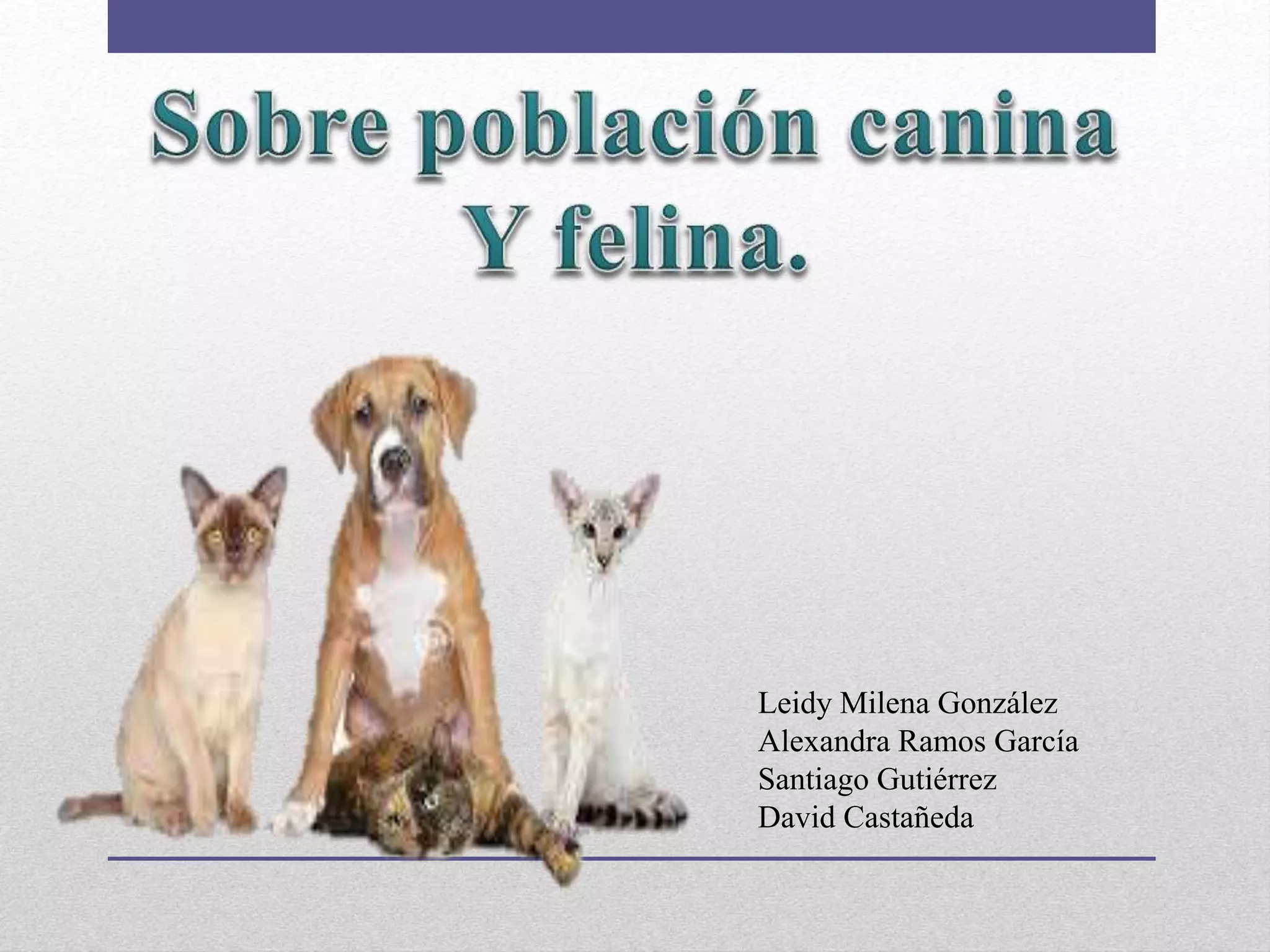 Sobrepoblación Canina Y Felina Ppt