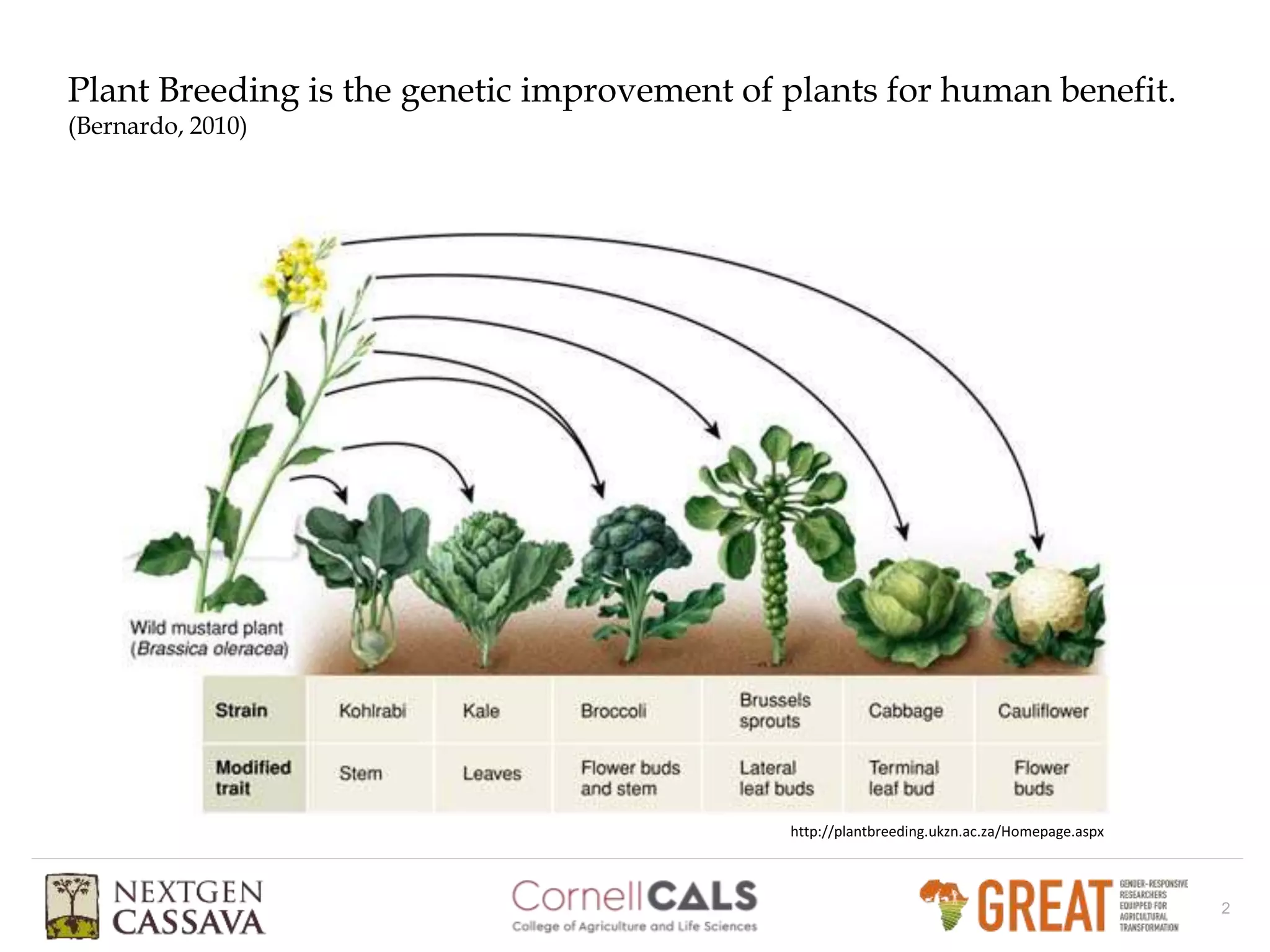 Gender-responsive breeding and product profiles - Developing gender ...