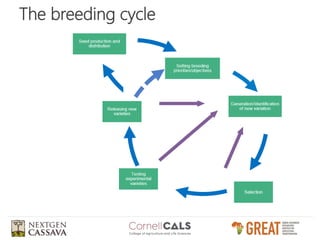 Gender-responsive breeding and product profiles - Developing gender ...