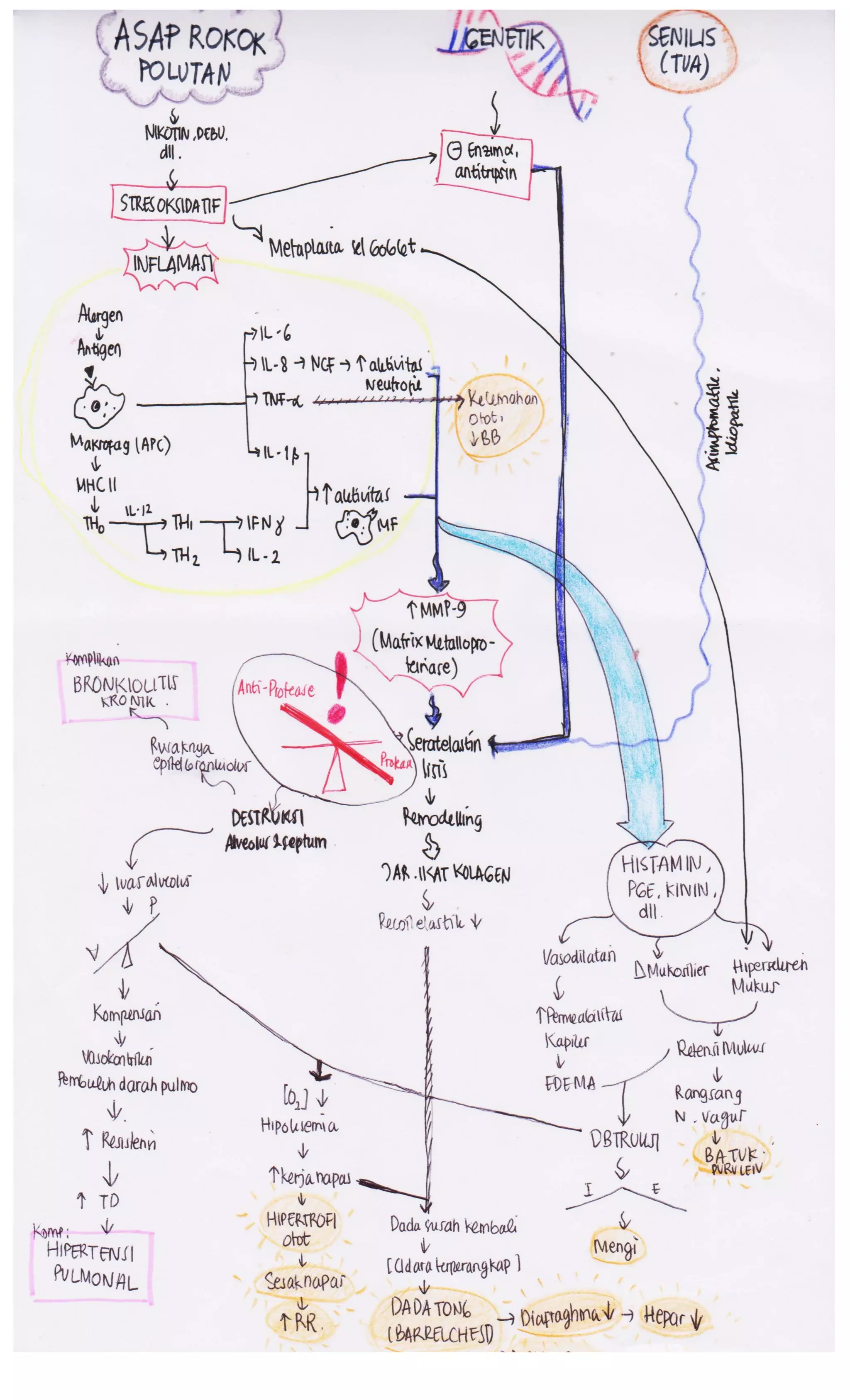 PPOK (emfisema dan bronkitis kronik) definisi - Tatalaksana | PDF