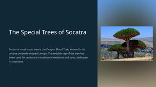 Socatra-Island-Unveiling-the-Mysteries-of-the-Arabian-Peninsula.pptx