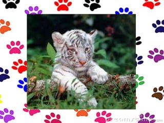 Conservation, distribution and types of forests and wildlife | PPTX