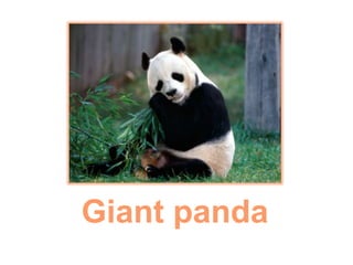 Conservation, distribution and types of forests and wildlife | PPTX