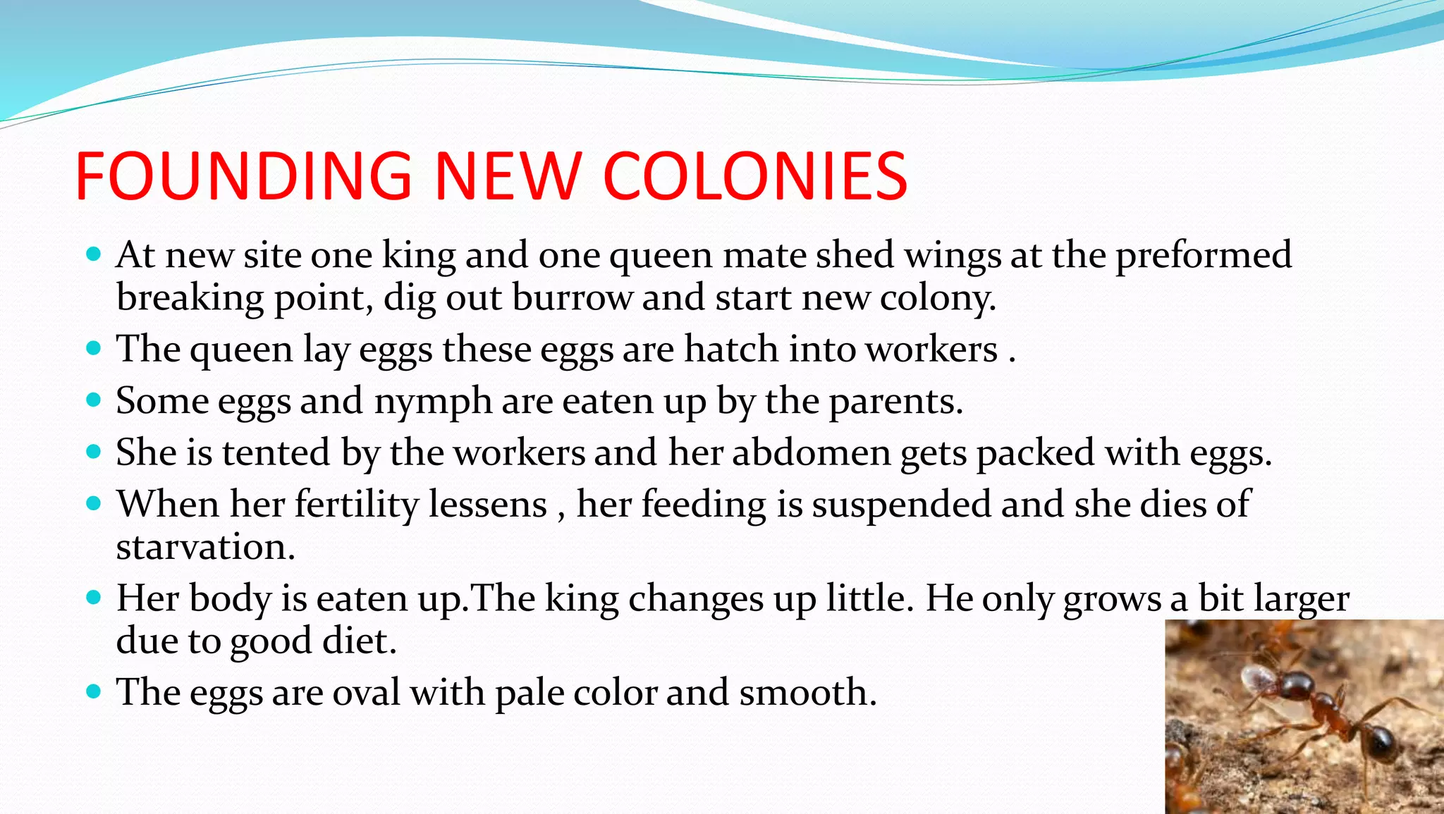 Social behavior in termites | PPTX