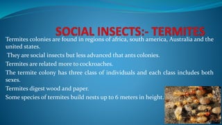 Social behavior in termites | PPTX