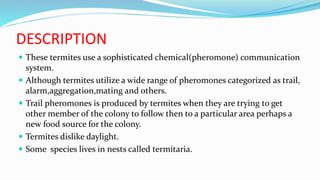 Social behavior in termites | PPTX