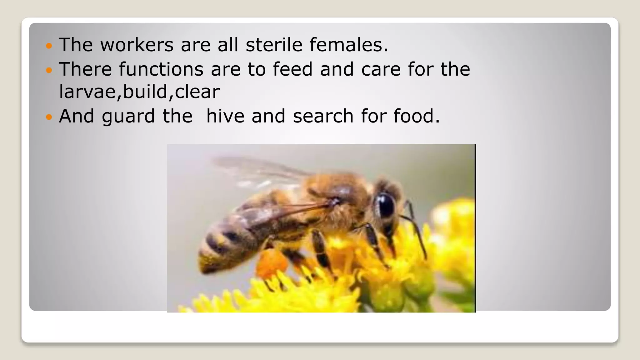 Social behavior of honey bees | PPTX
