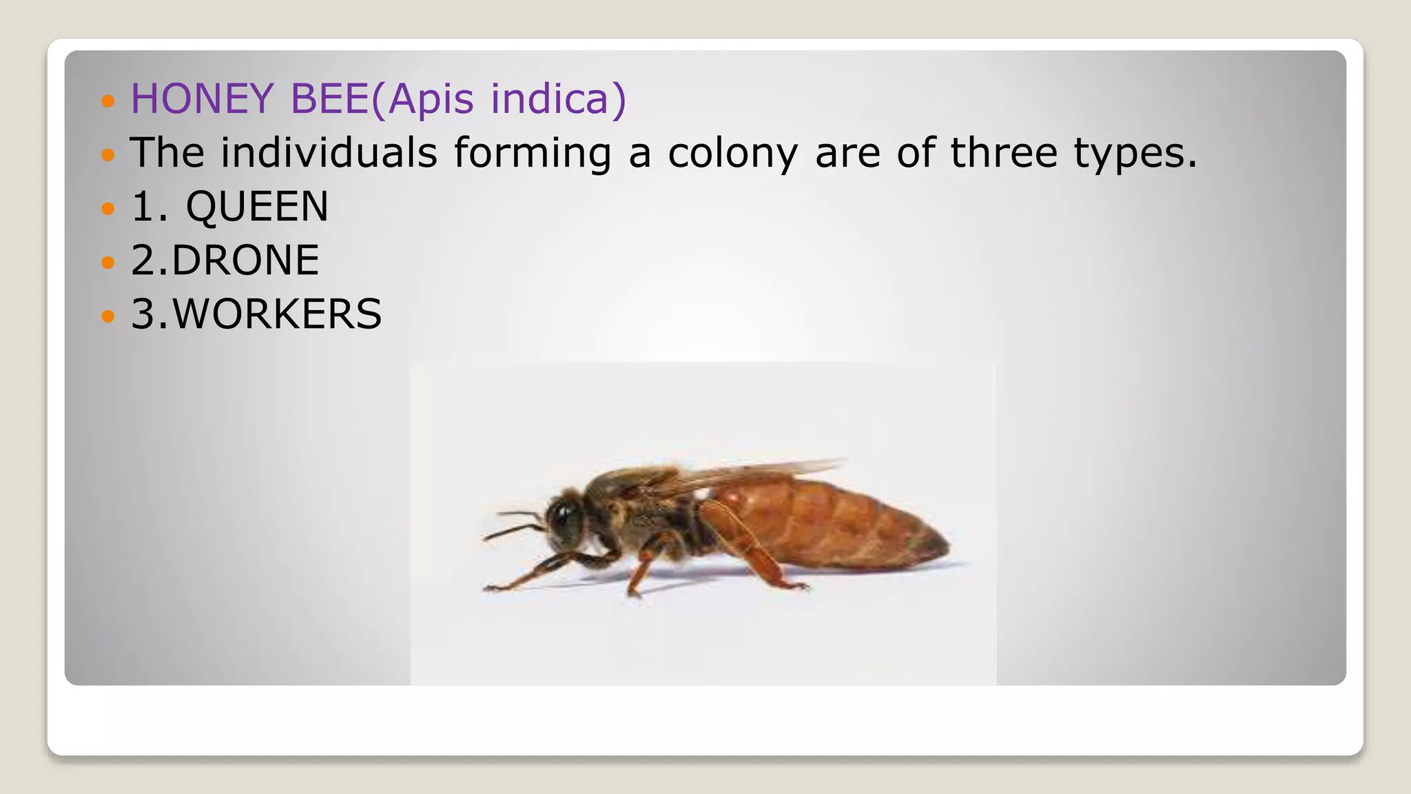 Social behavior of honey bees | PPTX