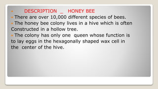 Social behavior of honey bees | PPTX