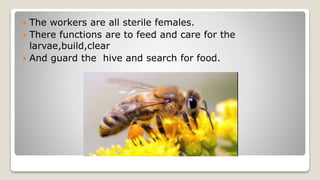 Social behavior of honey bees | PPTX