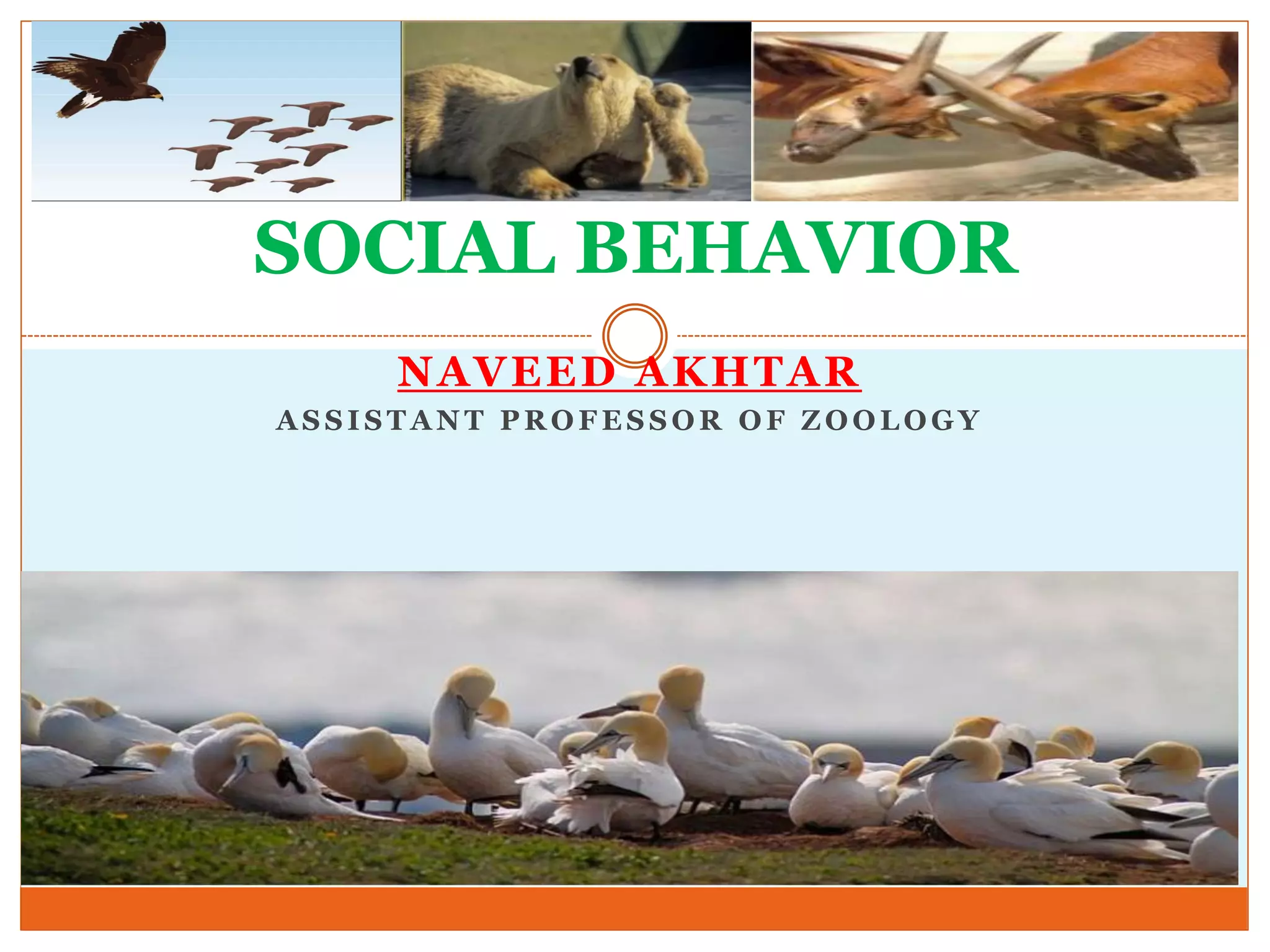 Social Behavior in Animals | PDF