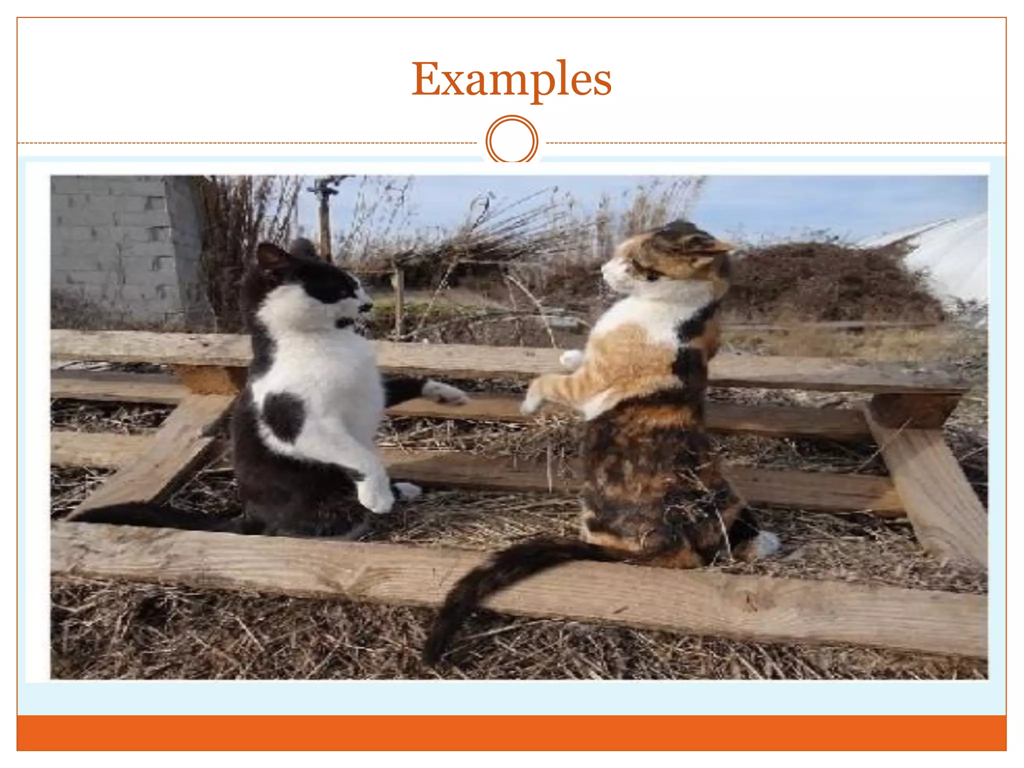 Social Behavior in Animals | PDF