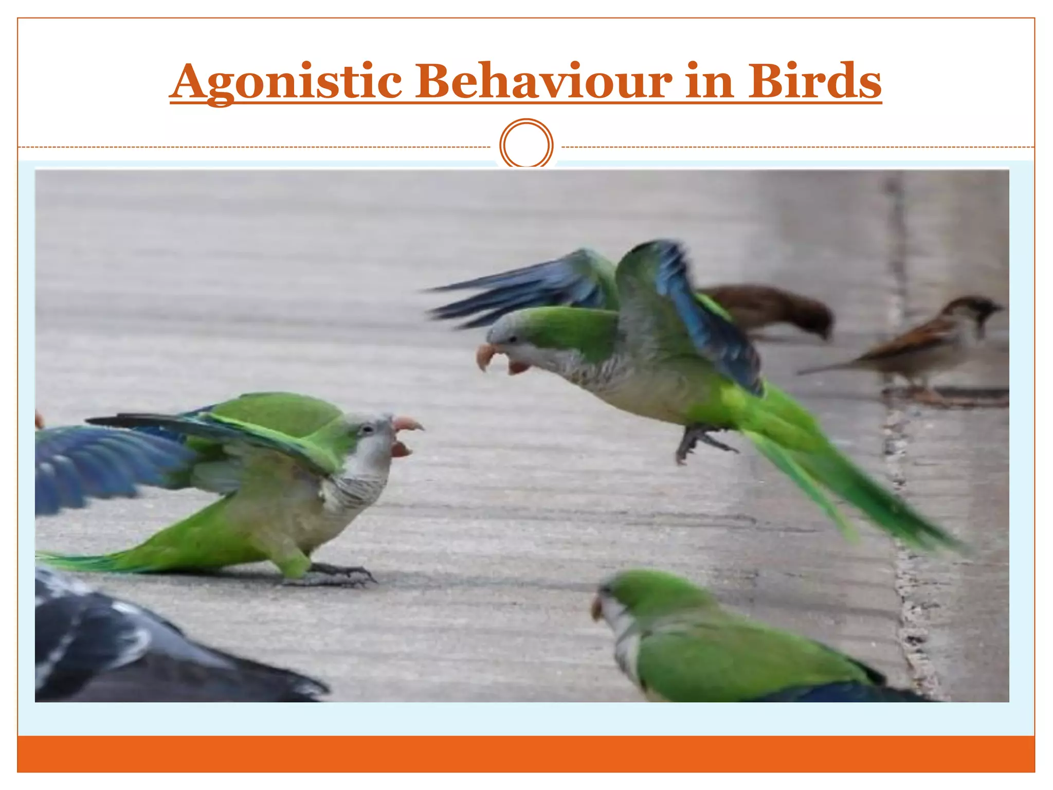 Social Behavior in Animals | PDF