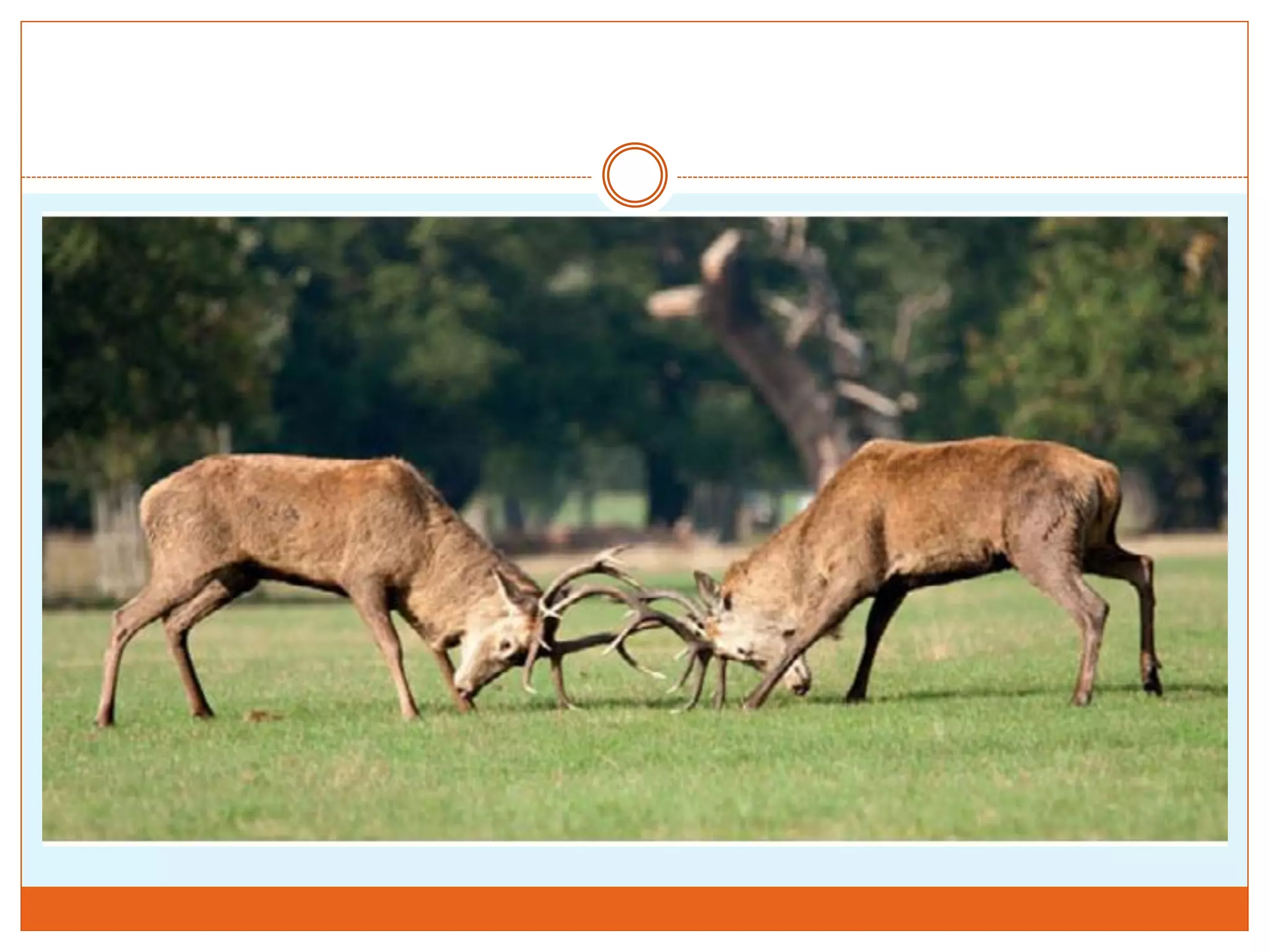 Social Behavior in Animals | PDF