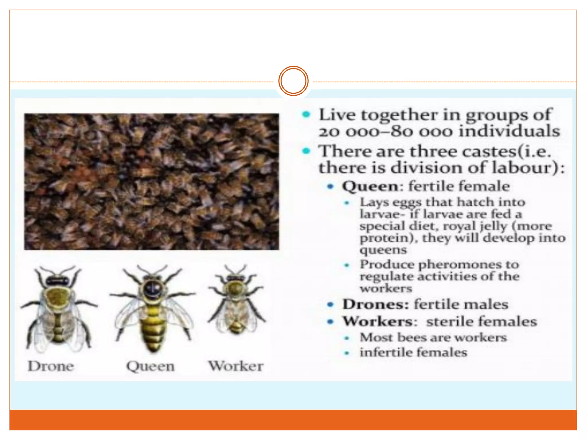 Social Behavior in Animals | PDF