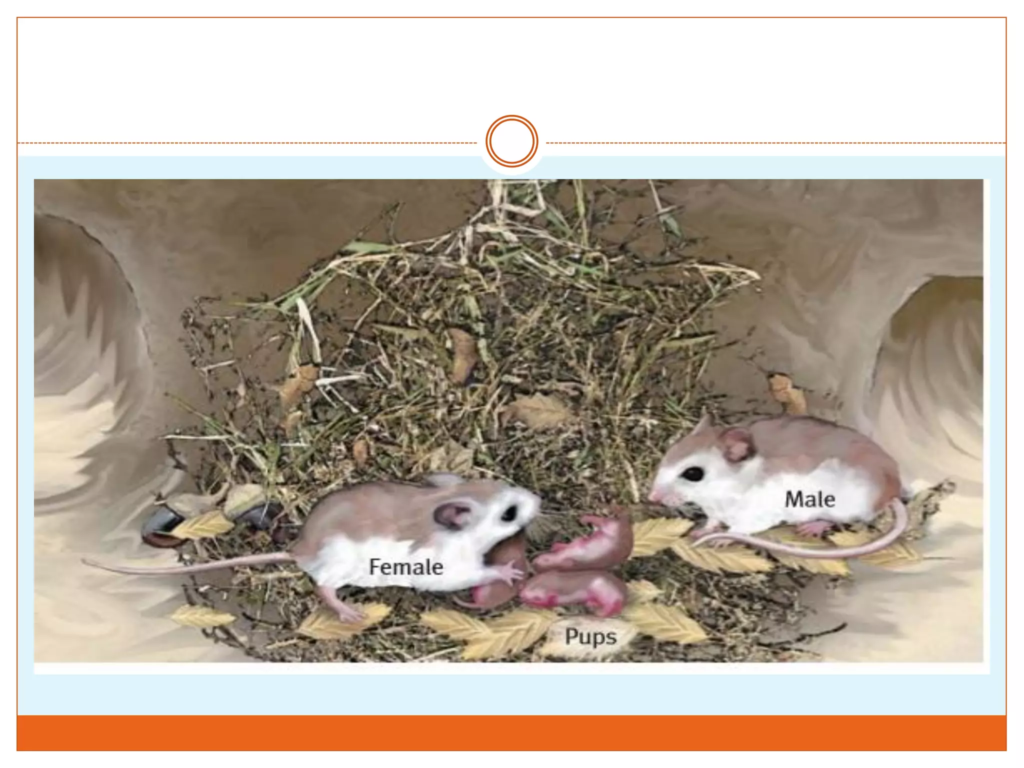 Social Behavior in Animals | PDF