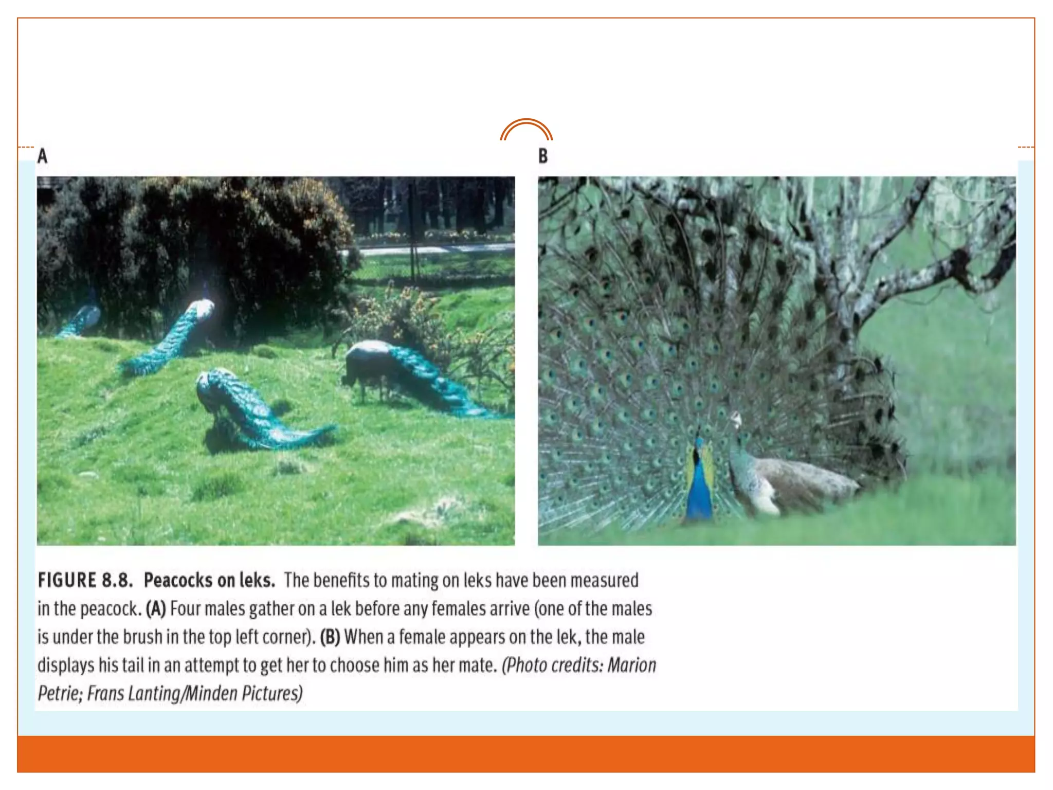 Social Behavior in Animals | PDF