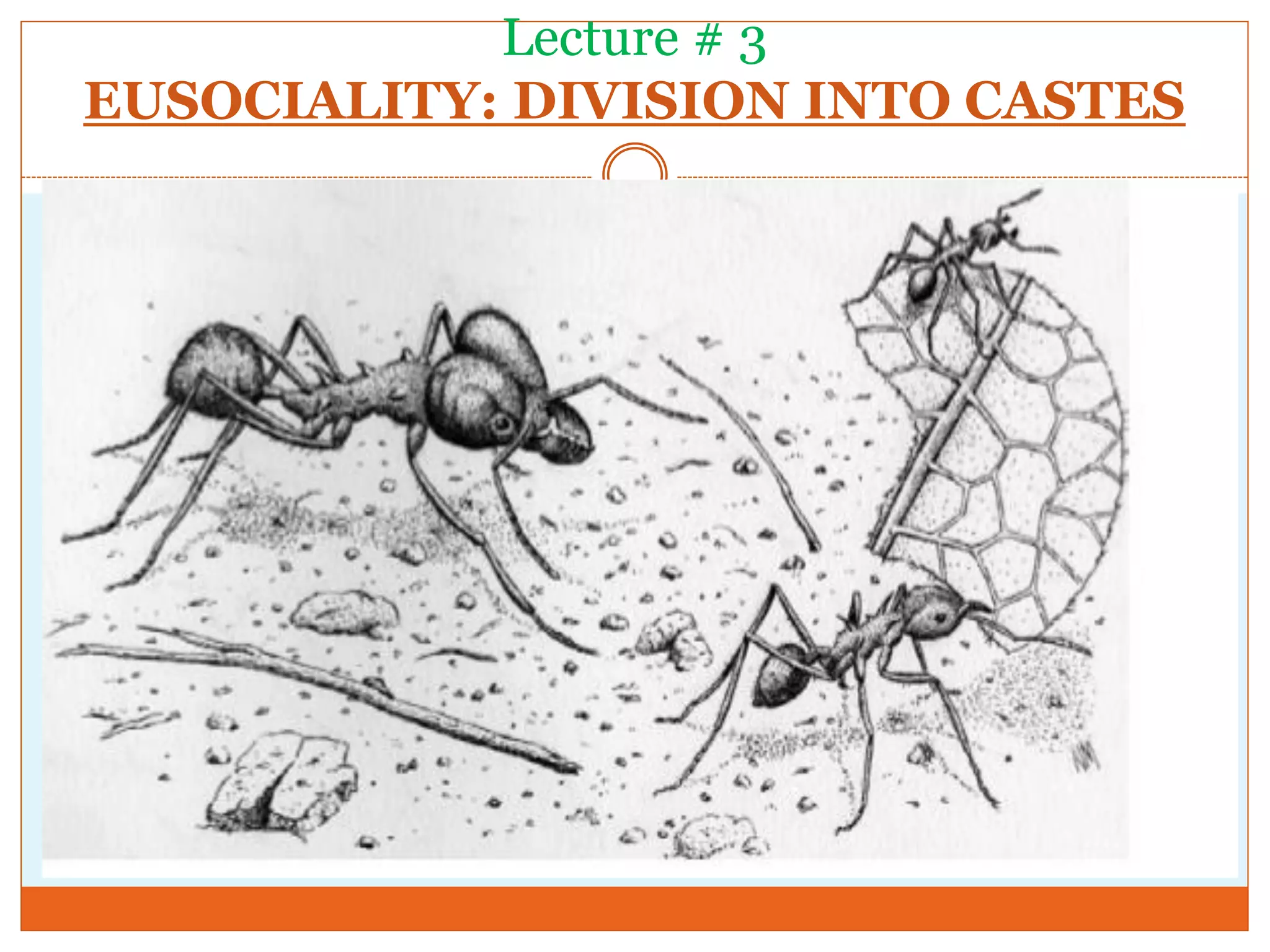 Social Behavior in Animals | PDF