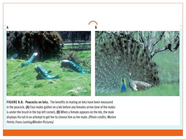 Social Behavior in Animals | PPT
