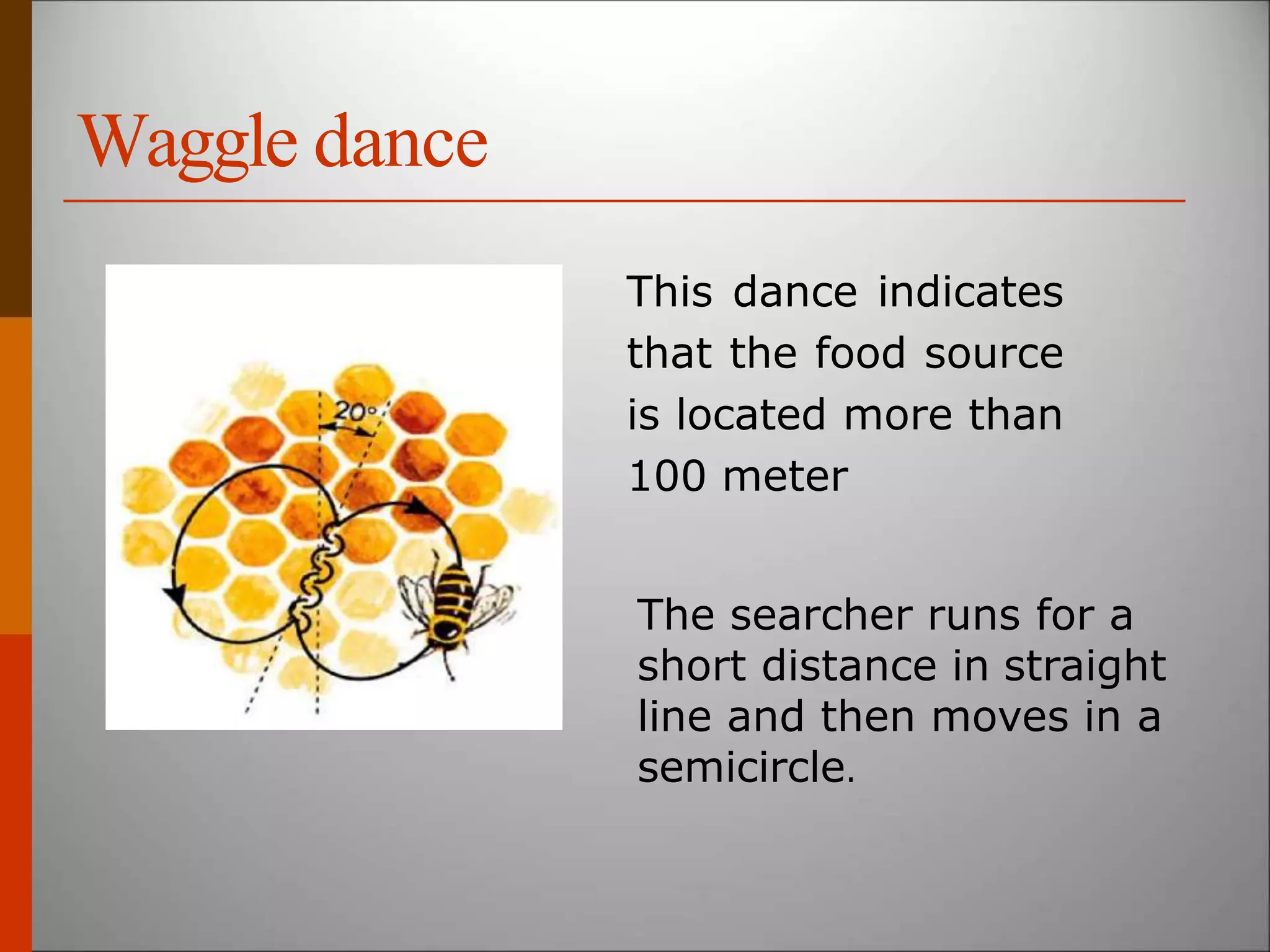 Social behavior in honey bees | PPTX