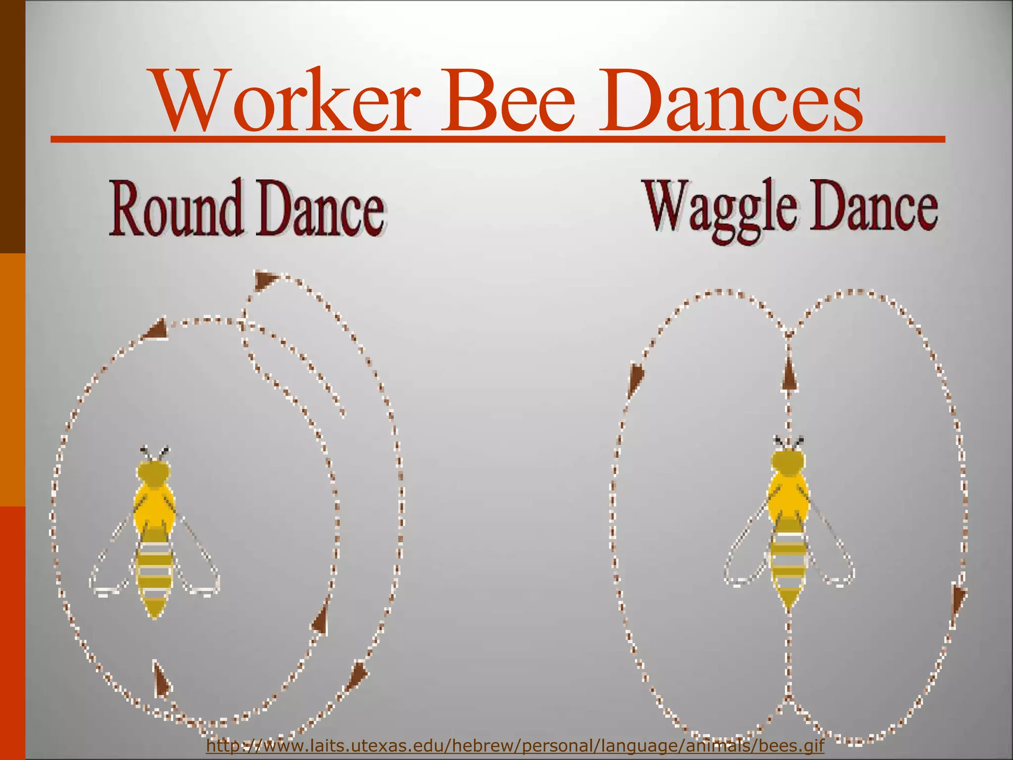 Social behavior in honey bees | PPTX