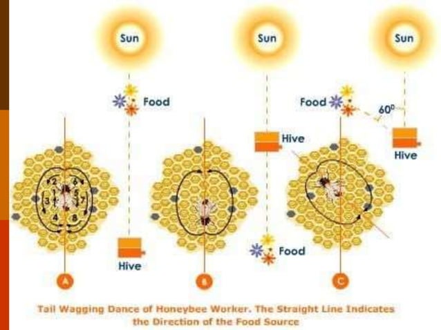 Social behavior in honey bees | PPTX | Beekeeping | Hobbies & Interests