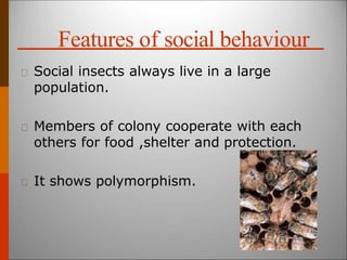 Social behavior in honey bees | PPTX
